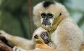 It’s official: the sixth mass extinction is here. – VolatilePlanet.blog