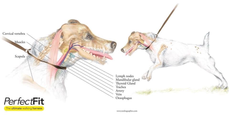 Why does my dog pull on lead and what can I do to stop it ...
